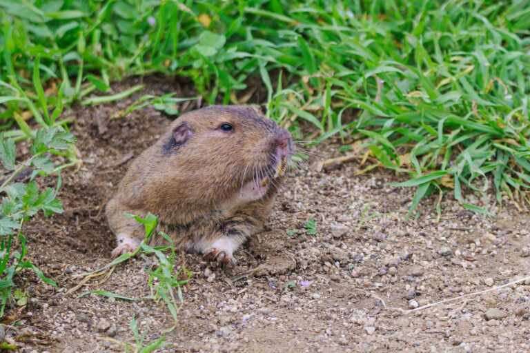 Rozol® Pocket Gopher Bait (RUP) - Liphatech Ag