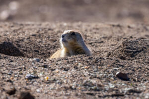Rozol® Prairie Dog Bait (RUP) - Liphatech Ag
