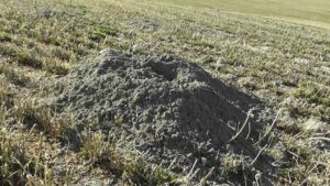 Rozol® Pocket Gopher Bait (RUP) - Liphatech Ag